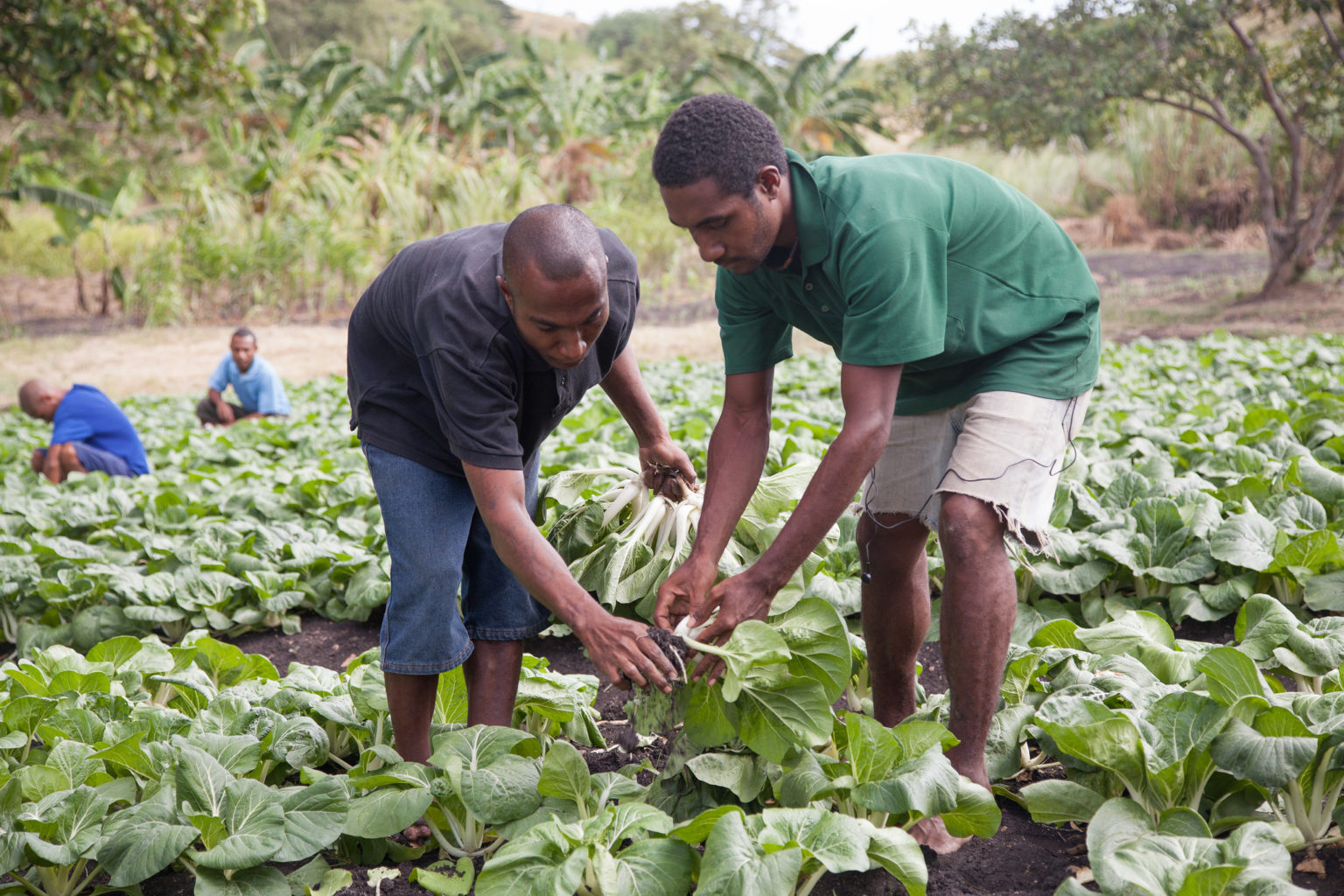 Knowledge Transfer - CropIT