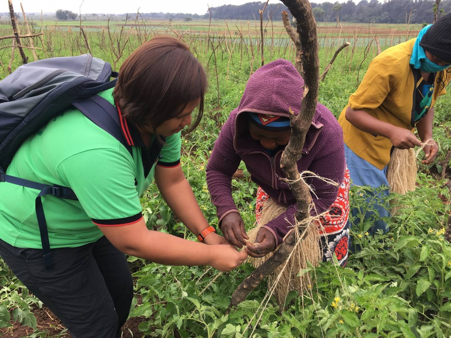 Knowledge Transfer - CropIT